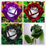 Buy Earth Angels Rose Plant (Hybrid, Pack of 4) Online at Best Prices ...