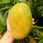 Buy Cloud Farm " Mallika Mango " Hybrid 1 Healthy Plant (Grafted Plant, 2-3 Feet Height) CF_1027 ...