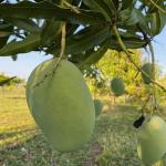 Buy GREEN LINE Nursery" Mulgoba Mango" Hybrid 2 Healthy Live Plant New ...