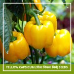 Buy Farmgokart | 40 Seeds Pack of YELLOW CAPSICUM ( Bell Pepper )SEEDS ...