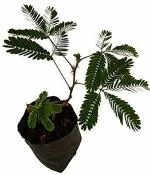 Buy Earth Angels Shy PlantLojjaboti Plant(White) Touch me not plant ...
