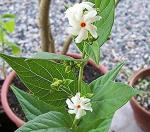 Buy Zomoloco Parijat/Harsingar PlantShiuli PlantParijat / Shiuli ...