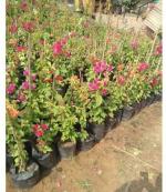 Buy Earth Angels Rasna Plant (Hybrid, Pack of 1) Online at Best Prices ...