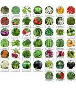 Buy Flare Seeds Vegetable Seed 2550 Per Packet Online at Best Prices in ...