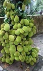 Buy Earth Angels Jack Fruit Plant (Hybrid, Pack of 1) Online at Best ...