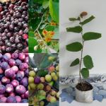 Buy GREEN LINE Phalsa Falsa Berry Fruit (Air Layering/Grafted) Live ...
