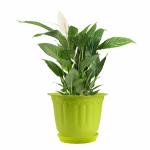 Buy MorningVale Jasmine Garden Planters for Plants, Flower Pots With ...