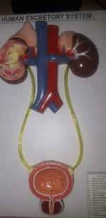 Buy MAYALAB Buman Bxcretory Bsystem Online at Best Prices in India - JioMart.