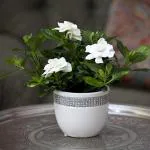 Buy Baishnab Jasmine PlantJui PlantRSP_740 Online at Best Prices in India - JioMart.