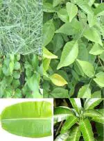 Buy Odiplantz 108 Bilva Leaf's (Triplet), Banana Leaf's (5 Piece ...