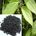 Buy The Entacloo Black Pepper Plant_black paper plant hjfb pai(y15 ...