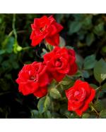 Buy Red Rose Hybrid Perennial Flower Seeds Online at Best Prices in ...