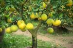 Buy Earth Angels Pomelo Plant (Hybrid, Pack of 1) Online at Best Prices ...