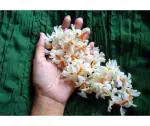 Buy PYANABI GARDEN Parijat Flower tree /Seuli Flower Plant harsingar ka ...