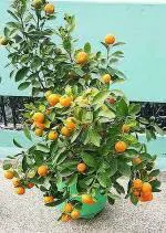 Buy Earth Angels Sweet Lemon Plant (Hybrid, Pack of 1) Online at Best ...