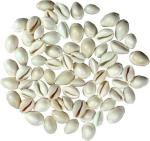 Buy Shivoham Stoneware Kaudi Sacred Shankh (Pack of 21) Online at Best ...