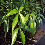 Buy Kapebonavista Crateva religiosa sapling plant garlic pear tree barni Varun Varuna Crataeva ...