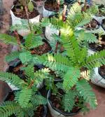 Buy HariGuru Bokful Plant Live Plant (Thai Variety Hybrid Healthy Rare ...