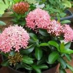 Buy Earth Angels Ixora Singaporensis Dark Pink Flowering Plant (Hybrid ...