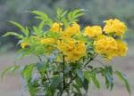 Buy Platone Tecoma PlantTecma PlantTecoma/Tikoma"Gori Chori"/"Yellow ...