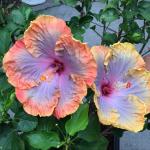 Buy The Entacloo Hibiscus Gudhal Flower Plant_Hibiscus Plant rhhh(x195 ...