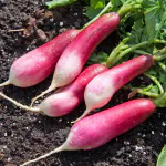 Buy JIGNISHA SEEDS Red Mooli Vegetable Seeds Pack Of 50 Online at Best ...