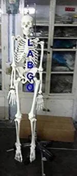 Buy LABGO Human Life Size Skeleton - For Labs, Medical Students ...