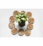 Buy Bio Blooms Agro Coir Seedling Coins Cocopeat Disc Plant Starter ...