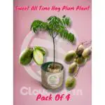Buy Cloud Farm All Time Hog plum/Amra plant Grafted hybrid Plant, Pack ...