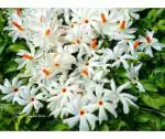 Buy PYANABI GARDEN Parijat Flower tree /Seuli Flower Plant harsingar ka ...