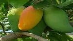 Buy Platone Mango Plant Chandra Mallika Mammoth Sized- Live Mango Plant ...