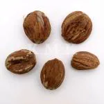 Buy Nutrixia Samudraphal Barringtonia Acutangula Samudra Fhal 50 Gms ...