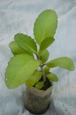 Buy Platone Bryophyllum Pinnatum/Patharchatta PlantPathar Kuchi ...