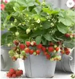 Buy Green view New Rare Original Variety Combo 2 Blakemore Strawberry ...