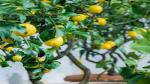 Buy The Entacloo Lemon Plant Online Seedless Nimboo, Seedless Lemon ...