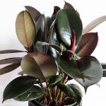 Buy Online Plant Bazar Multicolor Rubber Live Plant Online at Best ...