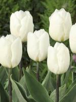 Buy Plantogallery Tulip White Prince Flower Bulb (Pack Of 5) (White ...