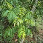 Buy Kapebonavista Ambada Wild Mango Spondias pinnata plant Online at ...