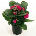 Buy Earth Angels Kalanchoe Plant (Hybrid, Pack of 2) Online at Best ...