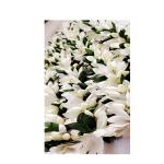 Buy PMW - Artificial Flowers - White Color Artificial Garland Flower ...