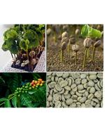 Buy Coffee Beans Bonsai Seeds (Pack of 10 Seeds) Online at Best Prices ...