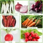 Buy Vrisa Green Exotic Root Vegetable Organic Seeds - 7 Per Packet Online at Best Prices in ...