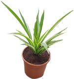 Buy Earth Angels Dracaena PlantDrakena PlantDry Cheena Plant Online at ...