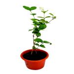 Buy Vatikalive Plants Bel Plant (Hybrid, Pack of 1) Online at Best ...
