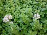 Buy Plantzoin Marjoram Murwa Origanum majorana Marwa Live Plant Online ...