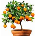 Buy Cloud Farm Nagpur Mandarin Orange All Time Variety Grafted Santra ...