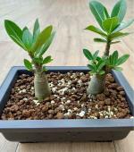 Buy Earth Angels Adenium Plant (Hybrid, Pack of 2) Online at Best ...