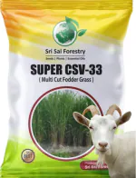 Buy SRI SAI FORESTRY Super CSV-33 MF Grass Seeds 100 G, High Yield Multi Cut Grass Seed Online ...