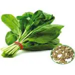 Buy Master Green Organic Palak Seed (50 Per Packet) Online at Best ...