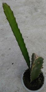 Buy Plants Point Point Lemon Fruit Live Plant Online at Best Prices in ...